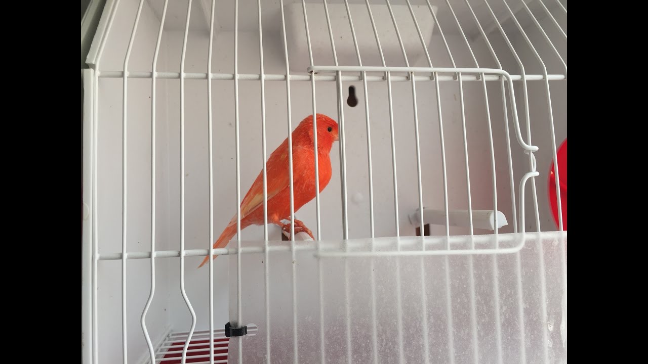 Canario macho timbrado y macho rojo nevado - YouTube