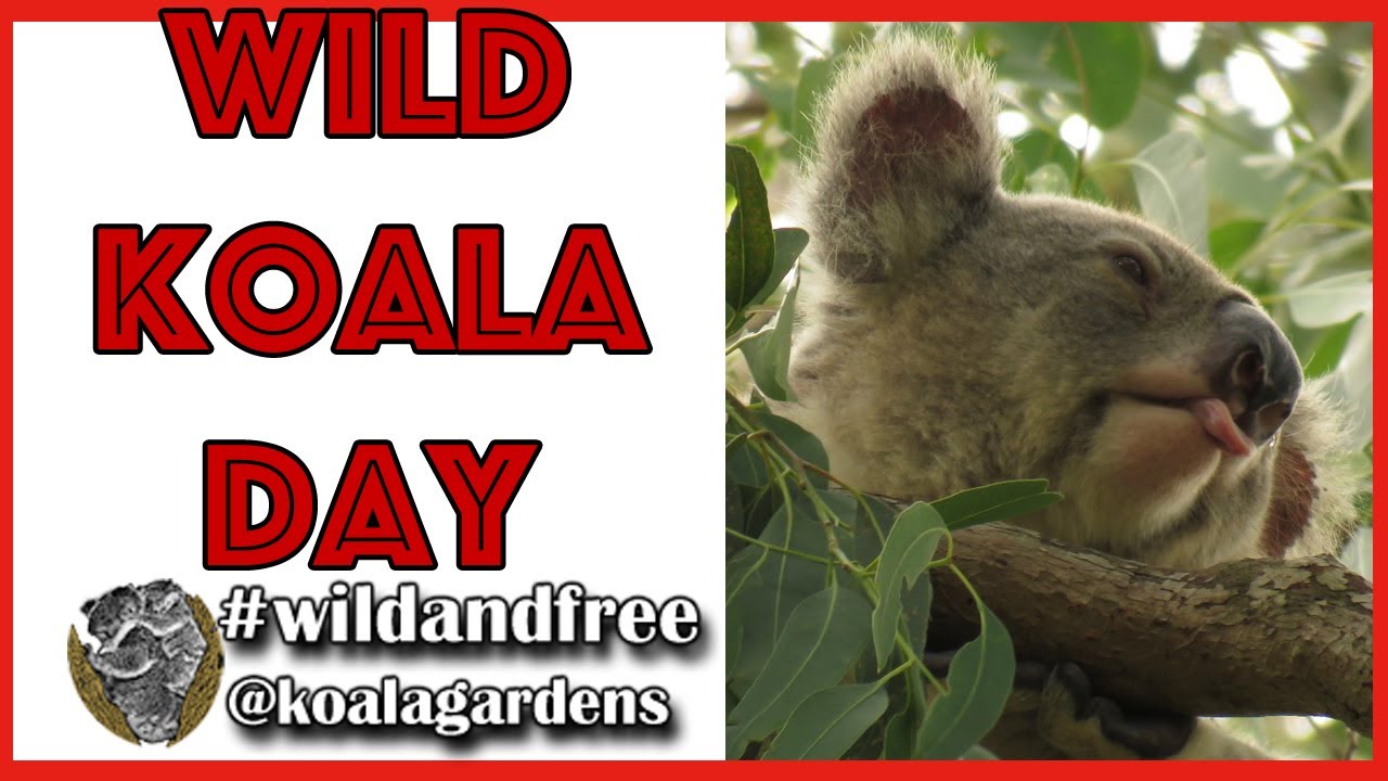 Wild Koala Day 2020 at Koala Gardens - YouTube