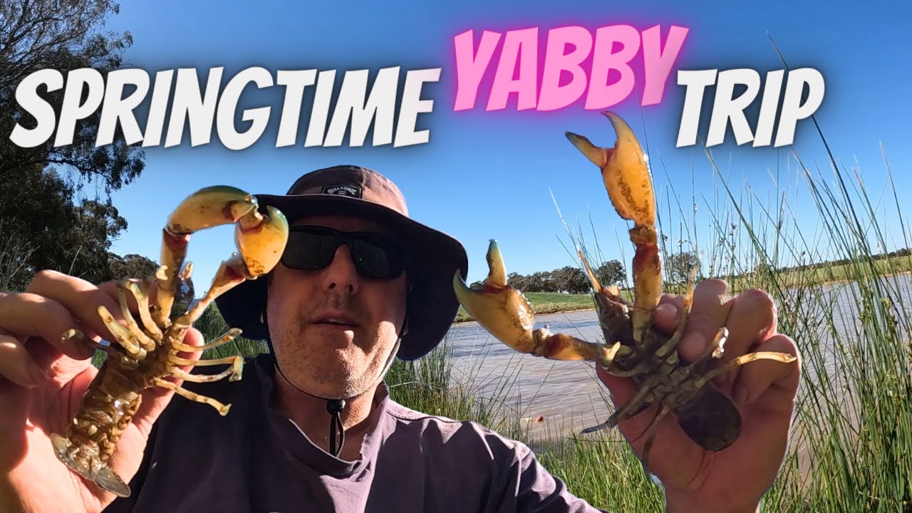 Big Yabbies from first yabby trip this season - YouTube