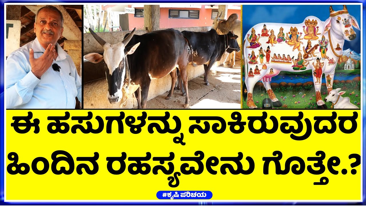 ಈ ಹೋಟೆಲ್ ನಲ್ಲಿವೆ ಮಲ್ನಾಡ್ ಗಿಡ್ಡ ತಳಿ ಹಸುಗಳು || malnad gidda cow Malnad ...