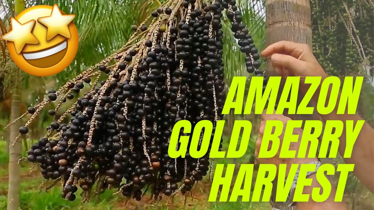 Acai Palm Tree Cultivation Technology Amazon Gold Berry Harvest Acai ...