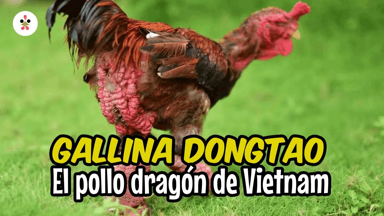 Gallina Dong tao: el sorprendente pollo dragón de Vietnam - YouTube