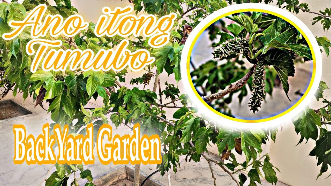 THE BACKYARD GARDEN || MaNang ROSE Vlog - YouTube