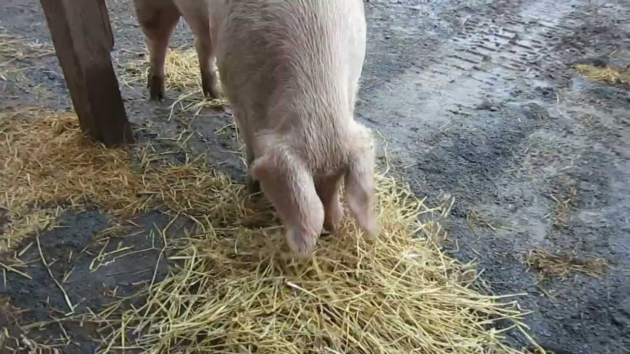 Piggies Make Nests - YouTube