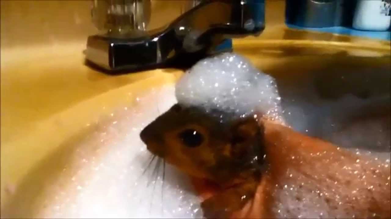 Squirrel Loves Bathtime - YouTube