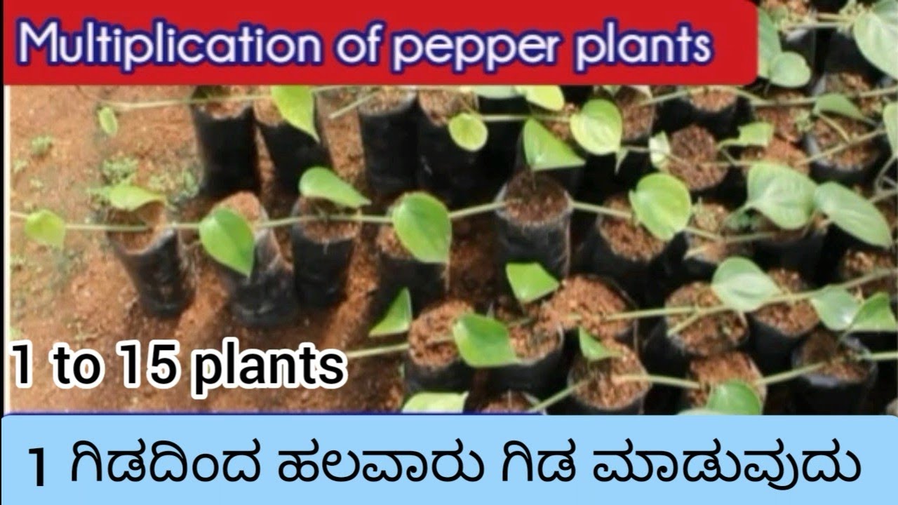 rapid-multiplication-technique-black-pepper-serpentine-method-for