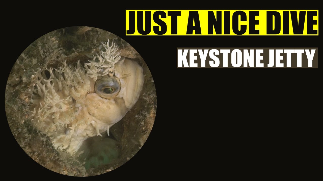 Diving Keystone Jetty - YouTube