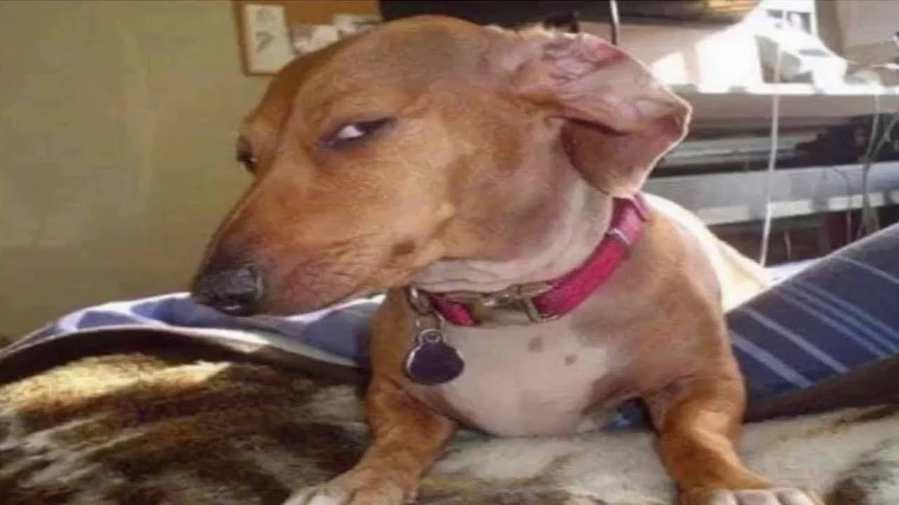 Reasons why dogs are sussy - YouTube