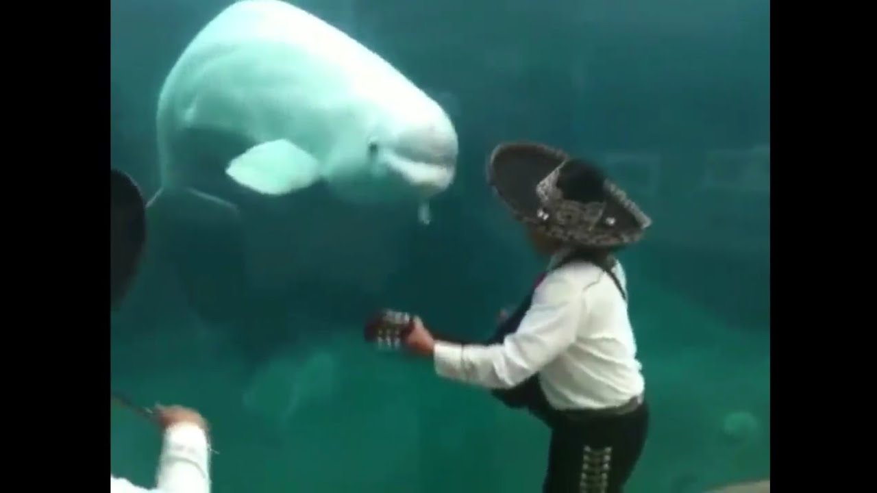 AMAZING Animals Reactions To Music! WOW! MUST SEE - YouTube