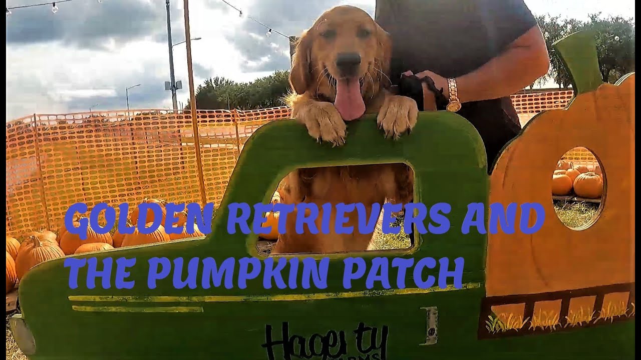 Golden Retrievers Chloe Jack and Charlie visit their first pumpkin patch. - YouTube