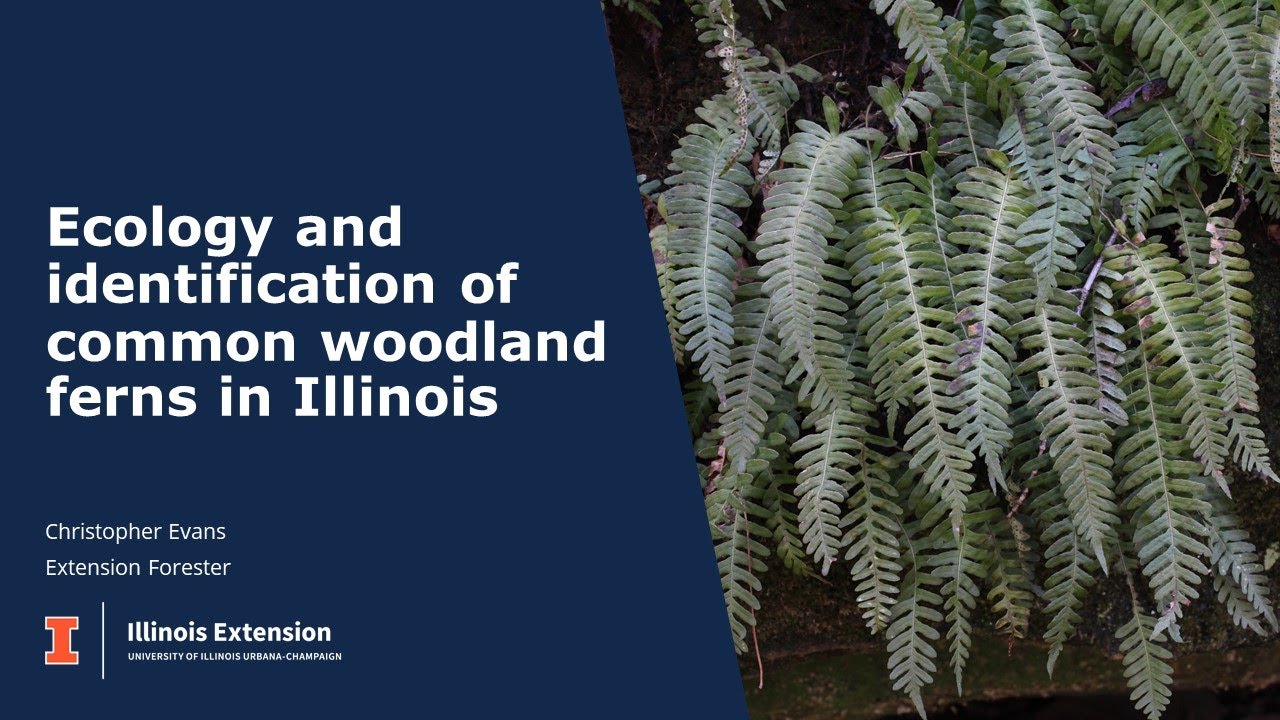 Ecology and identification of common woodland ferns in Illinois - YouTube