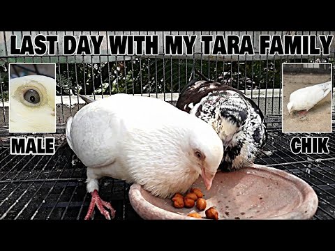 MY WHITE THARA PIGEON GROUP - YouTube