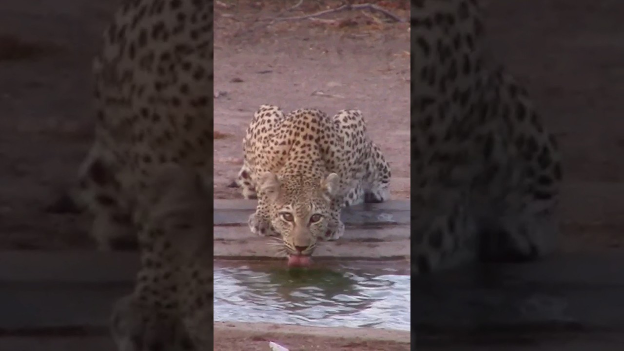 #A beautiful thirsty cheetah drinking water.#awesome body posture ...