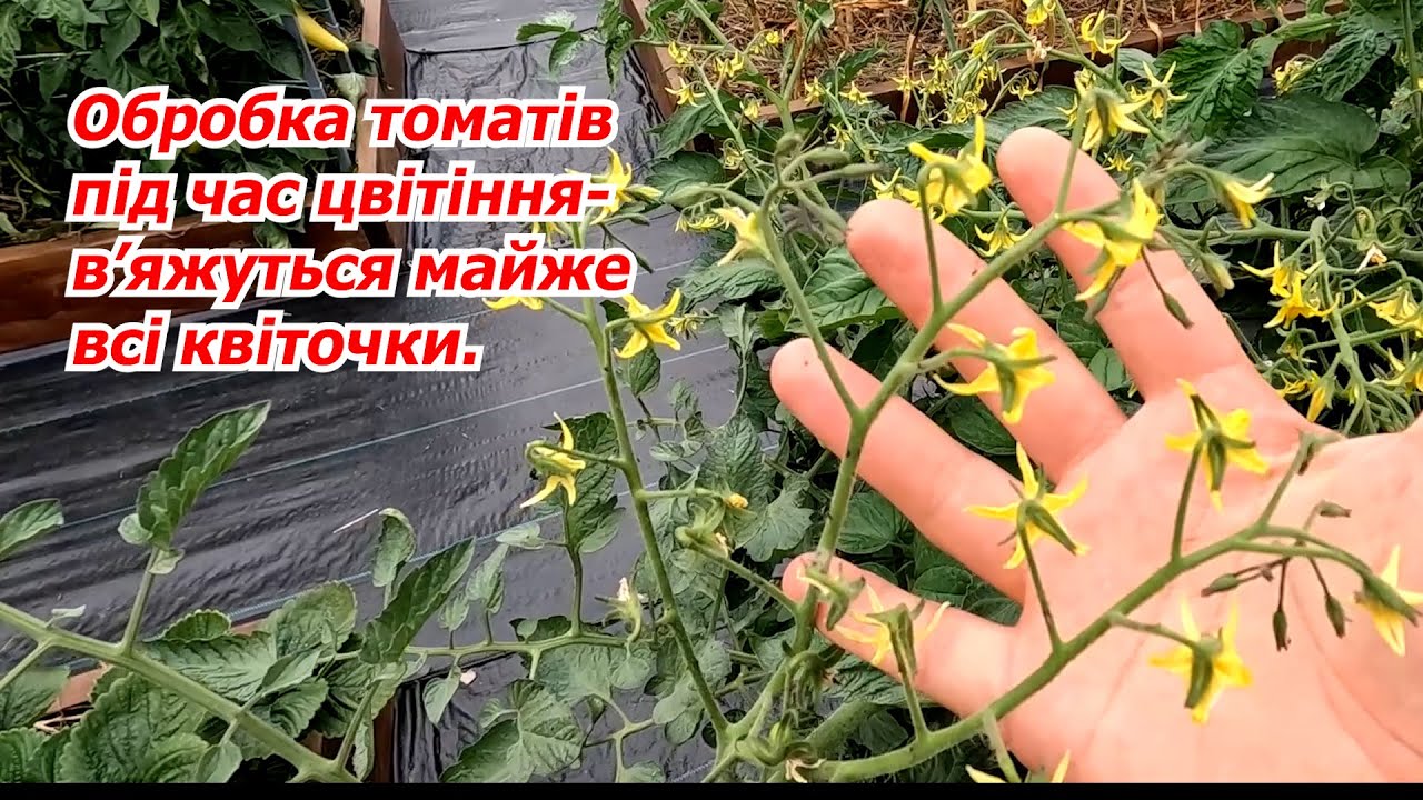 Навіть у сильну спеку всі томати гарно вʼяжуться! - YouTube