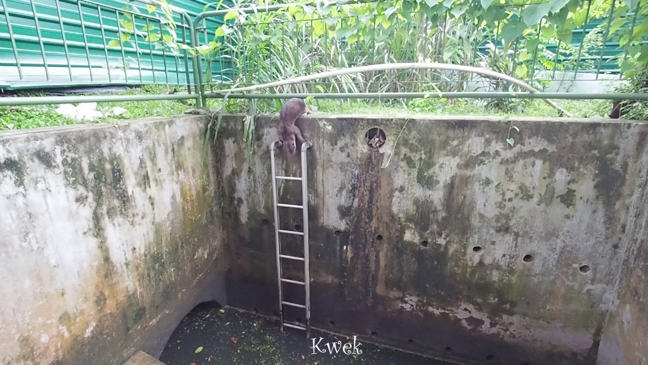 Otter climing up a vertical Ladder - YouTube