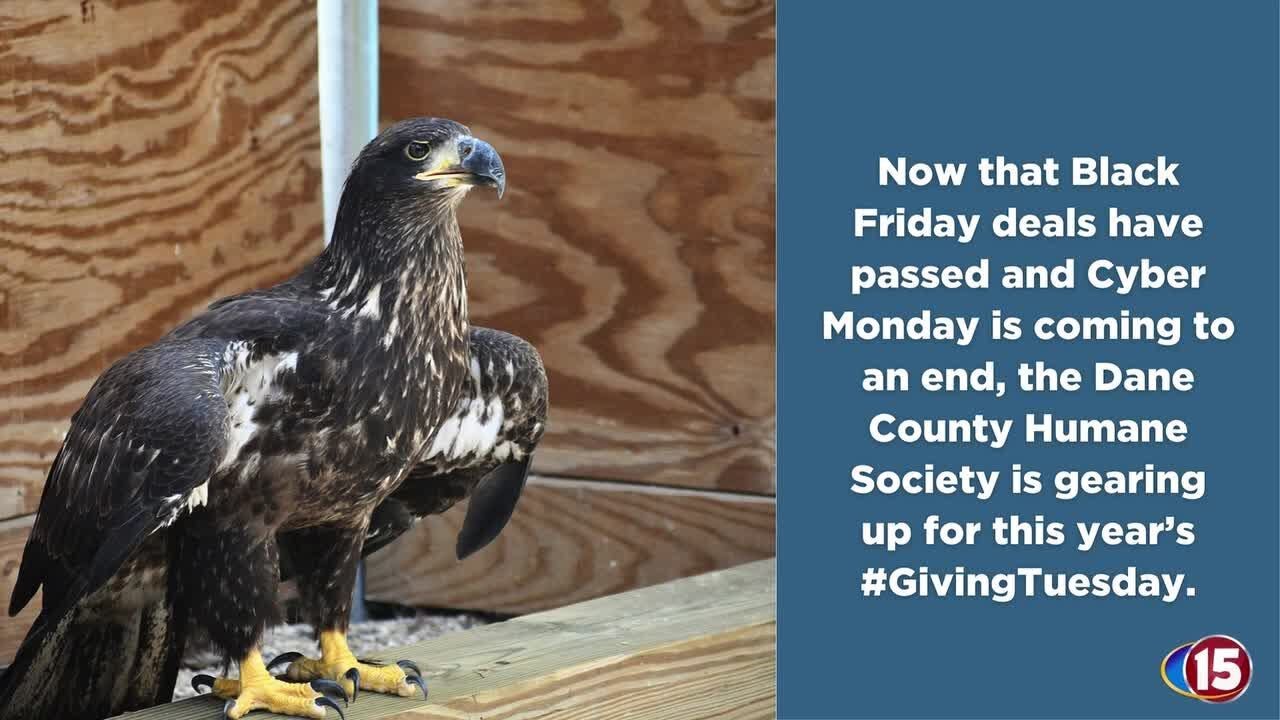 Dane County Humane Society announces donation goal for #GivingTuesday ...