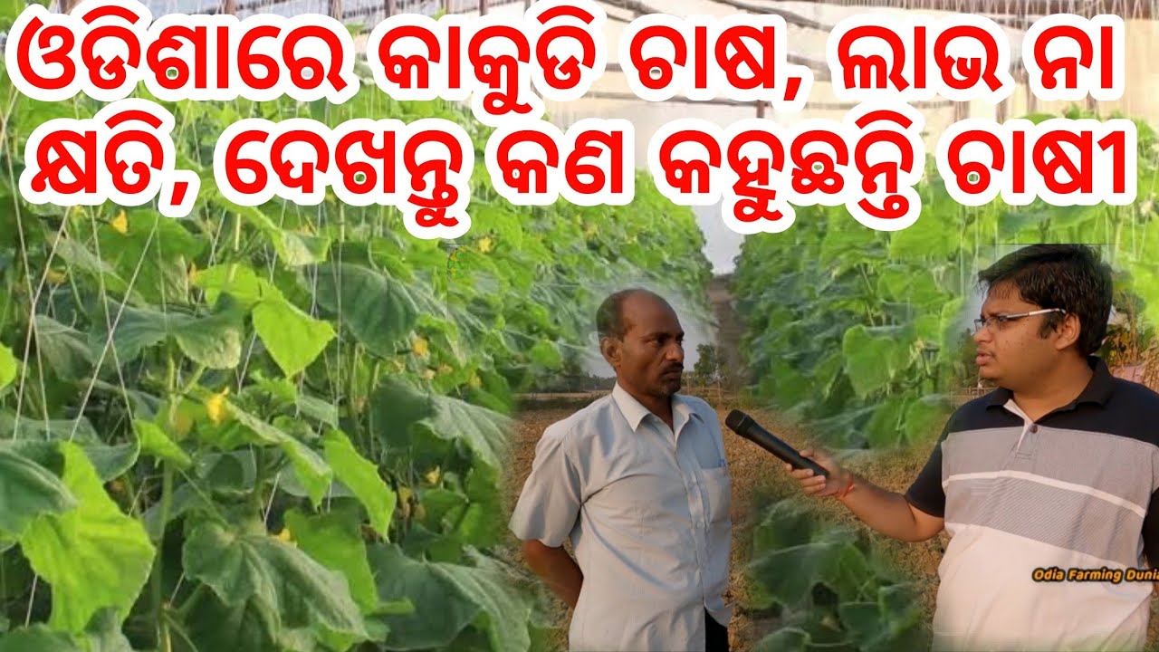 How to earn money by cucumber farming, Cucumber Farming all details ...