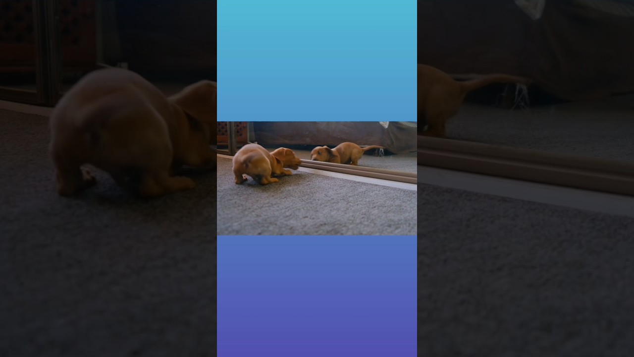 cute puppy prank mirror - YouTube
