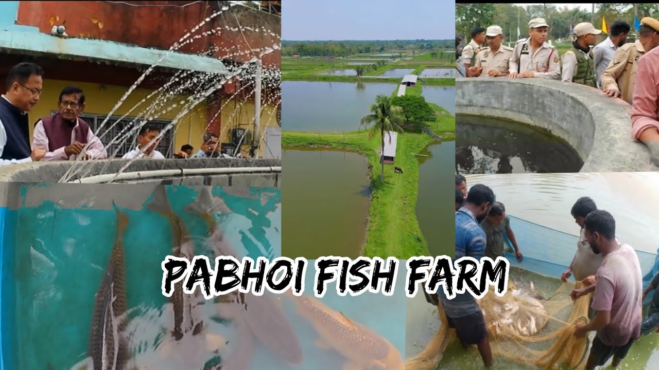 Pabhoi Fish farm | Biggest Fish farm of Assam Biswanath chariali - YouTube