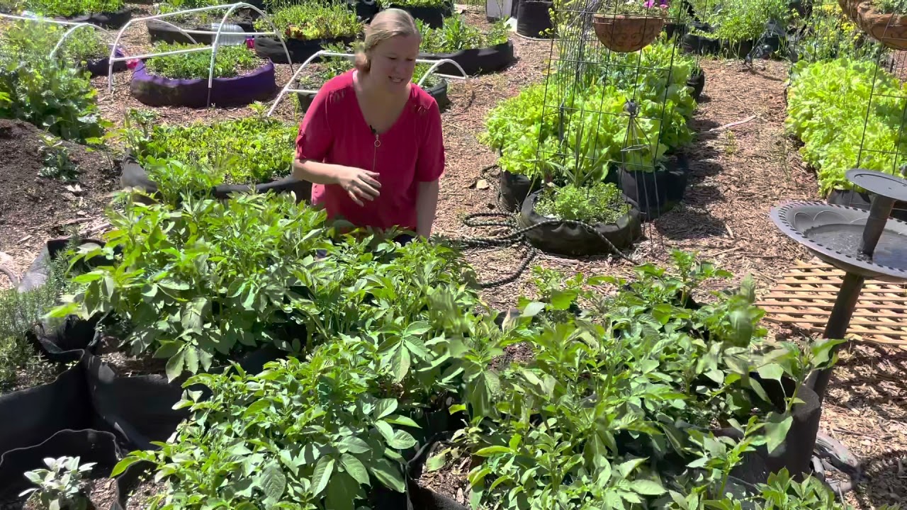 Update on Potatoes! Freeze Damage, When to Harvest & More! - YouTube