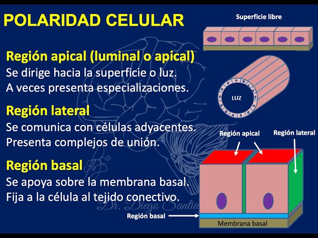 Especializacion De La Region Basal Tejido Epitelial Histologia Tejido