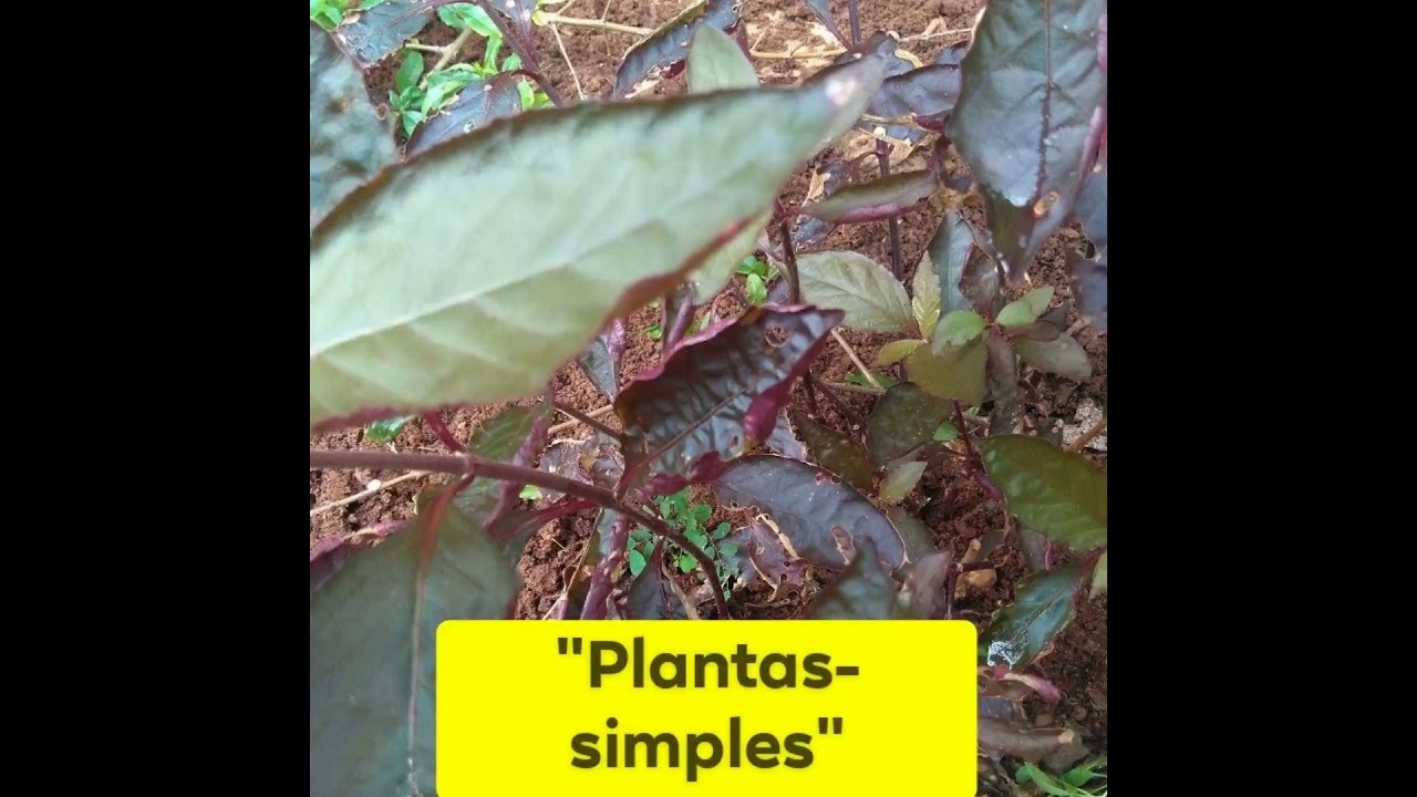 "Plantas-simples" - YouTube