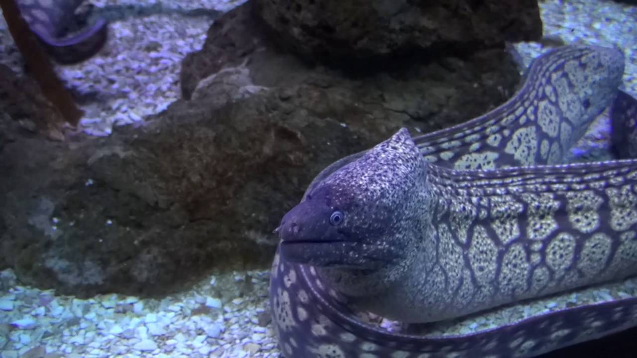 Sea Life Benalmadena Malaga Spain - YouTube