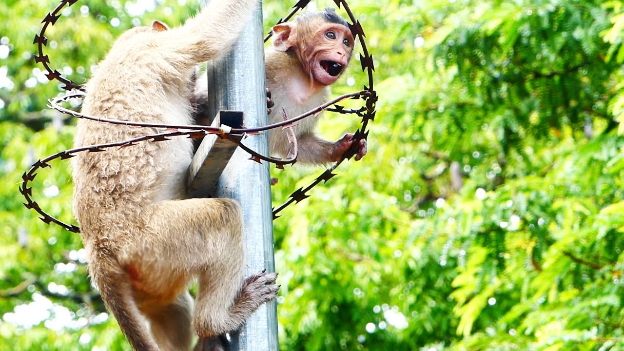Poor Bella girl like to play with the dangerous lace, Bella go inside ...