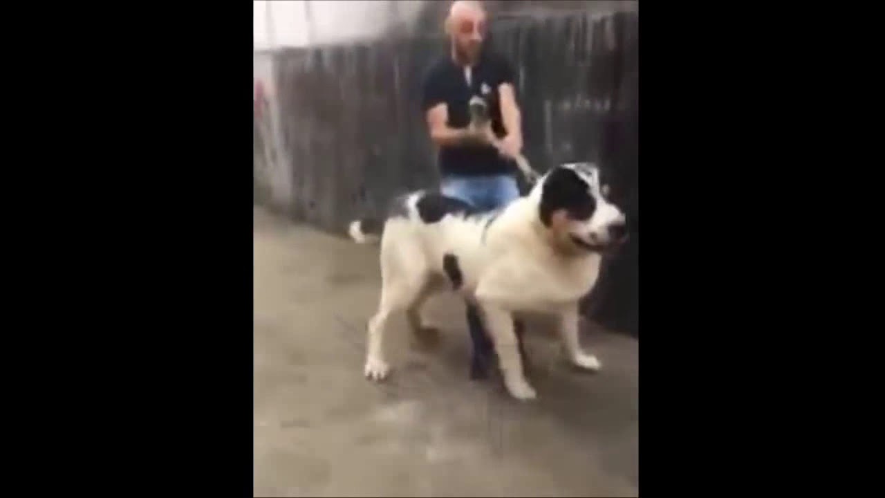 Alabai Dog Giant ATTACKS other Dog! - YouTube