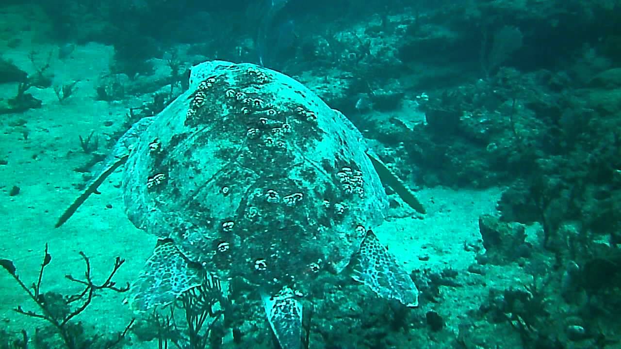 Loggerhead 1st Dive - YouTube