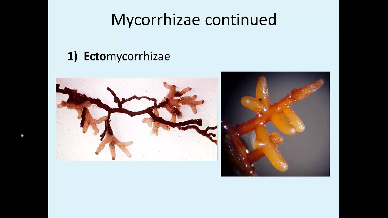 Symbiosis in Plants - YouTube