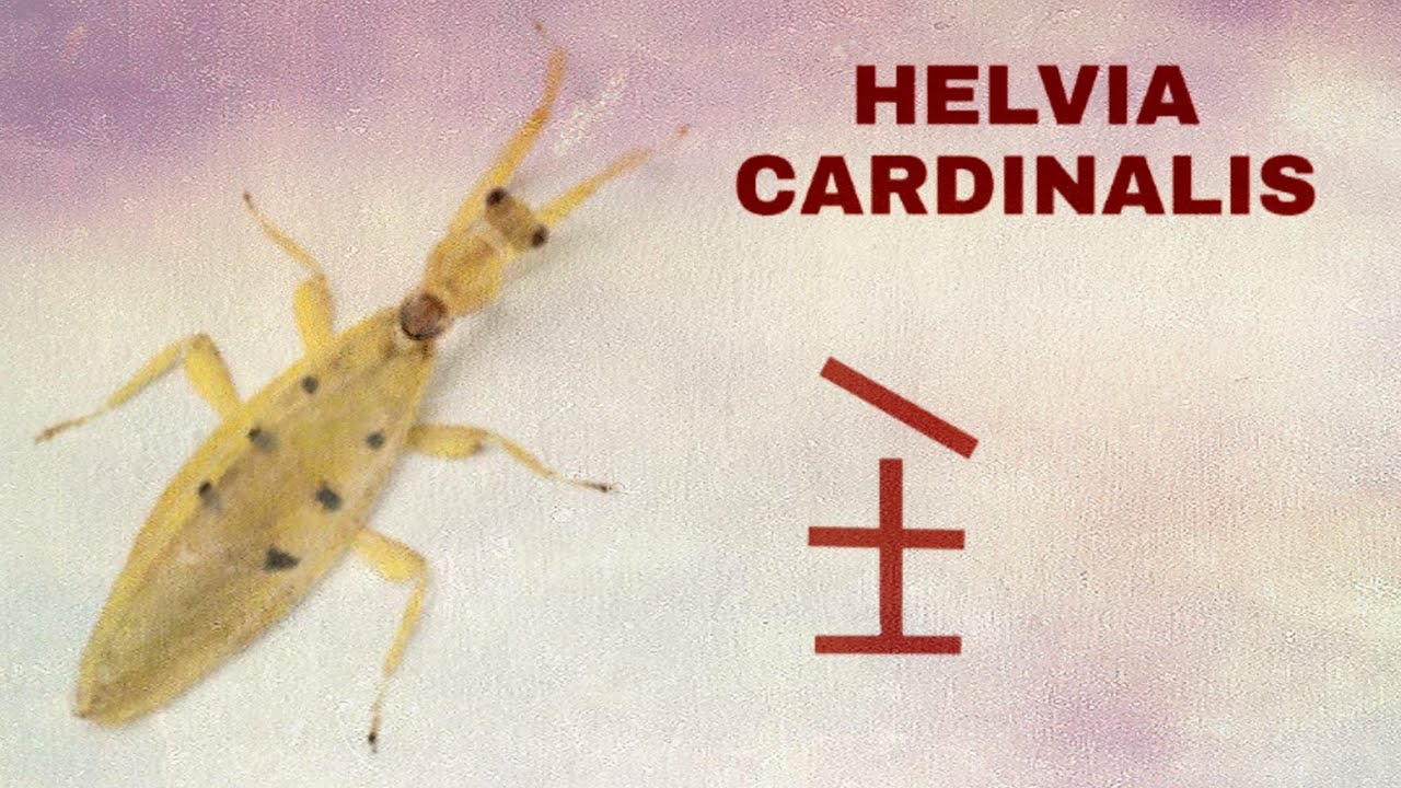 Helvia cardinalis: La Mantide Orchidea gialla - YouTube