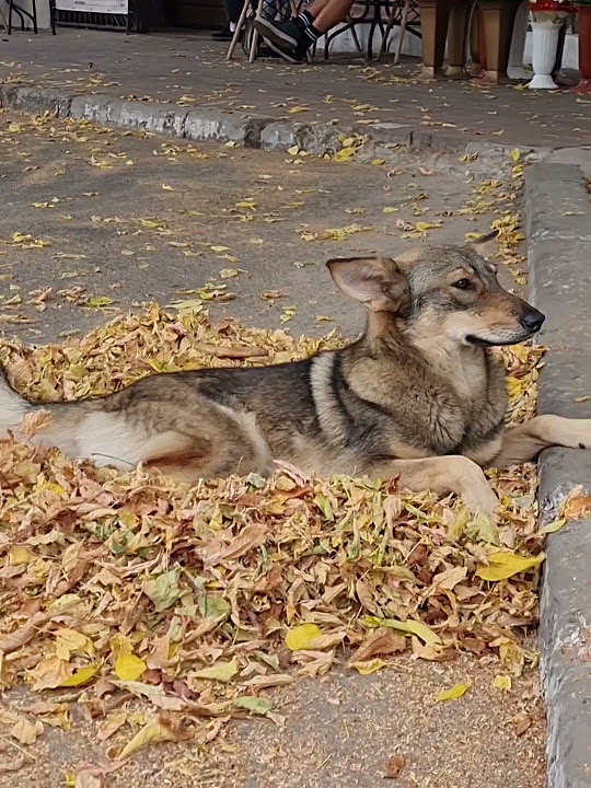 Коли на носі зима а в тебе немає дому і ніхто мені не поставить лайк🐶😥