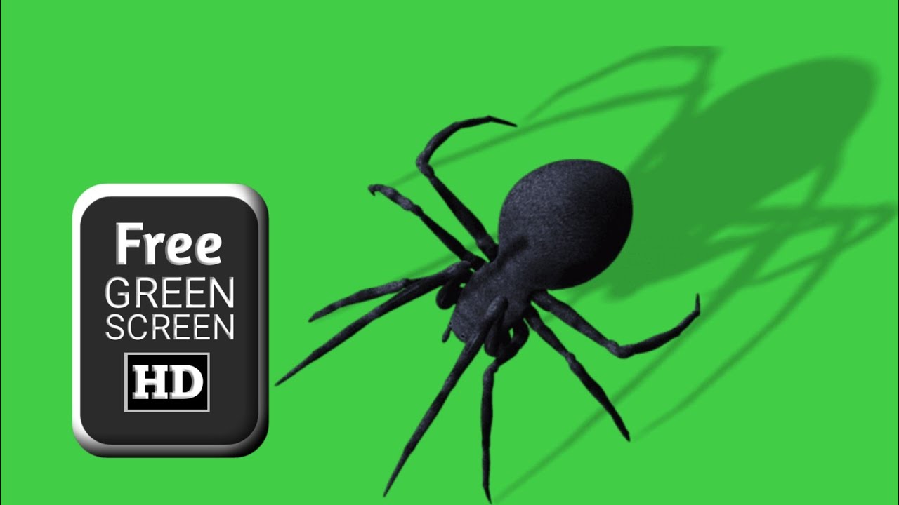 Spider green screen video effects | Green screen video | green screen ...