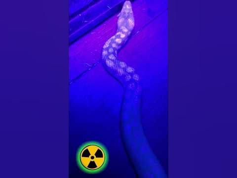 RADIOACTIVE SNAKE!! Blacklight Albino Python👀 - YouTube