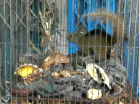 Squirrel In A Cage Doing Back Flips - YouTube