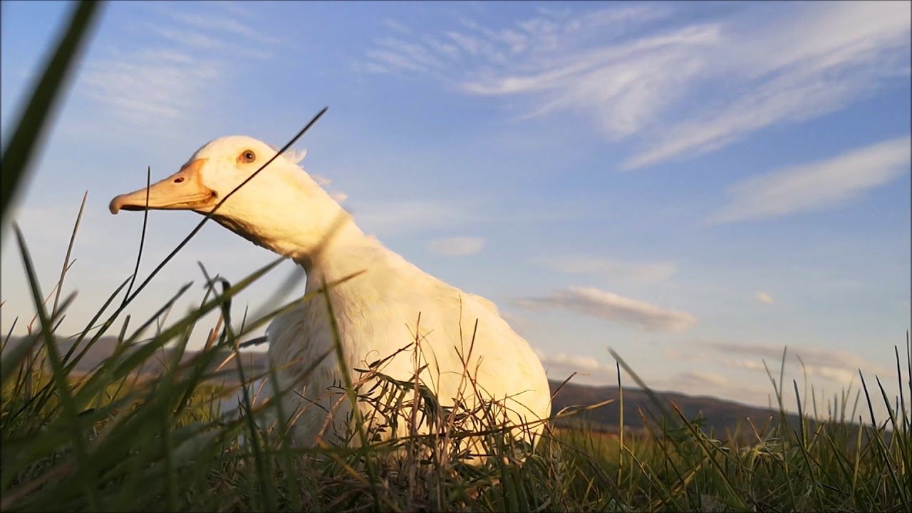 Duck's Spring, Day 19. Having fun on a sunny afternoon. - YouTube