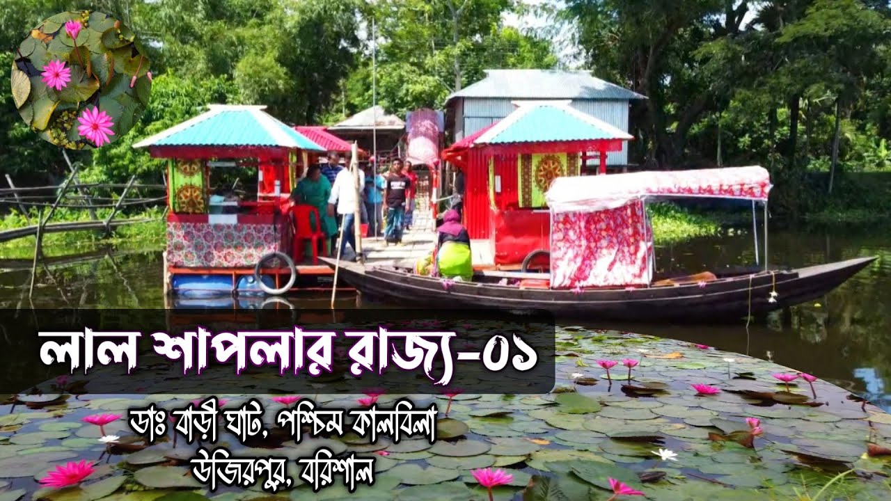 Satla Shapla Bill-সাতলা শাপলা বিল। Wazirpur, Barishal. - YouTube