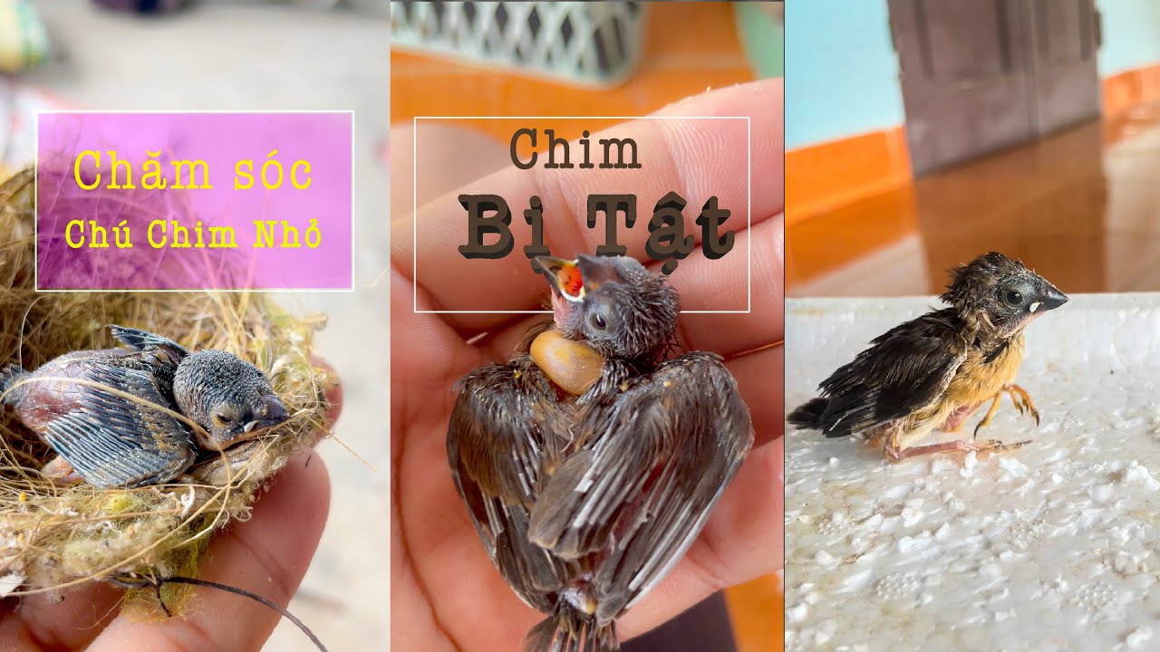 Chăm sóc chú chim Ri - Gần Tập bẫu thì chân bị tật- Yêu Chim Cảnh - YouTube