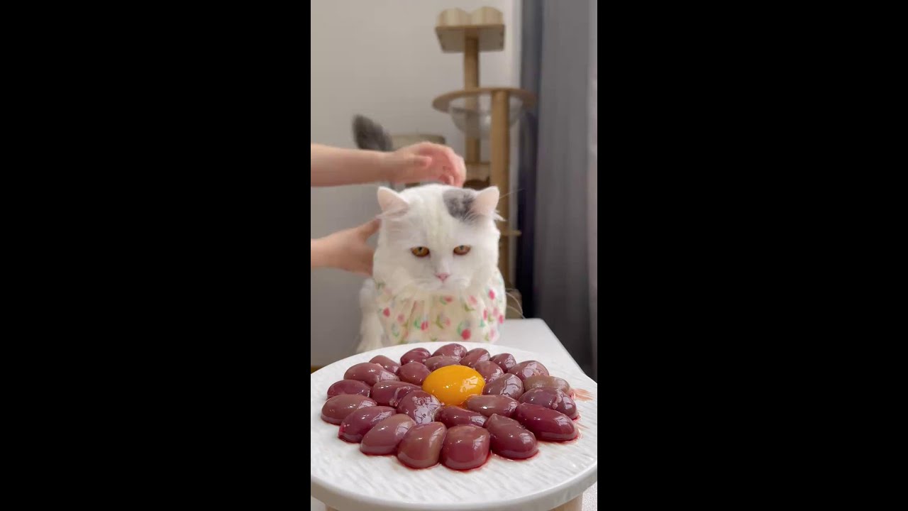 The sky drops dry rice cat# cat# cat raw flesh# cat eat sowing# pet eat ...