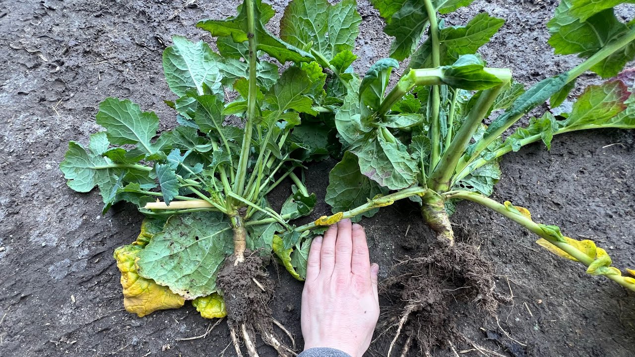 To właśnie lubię - YouTube