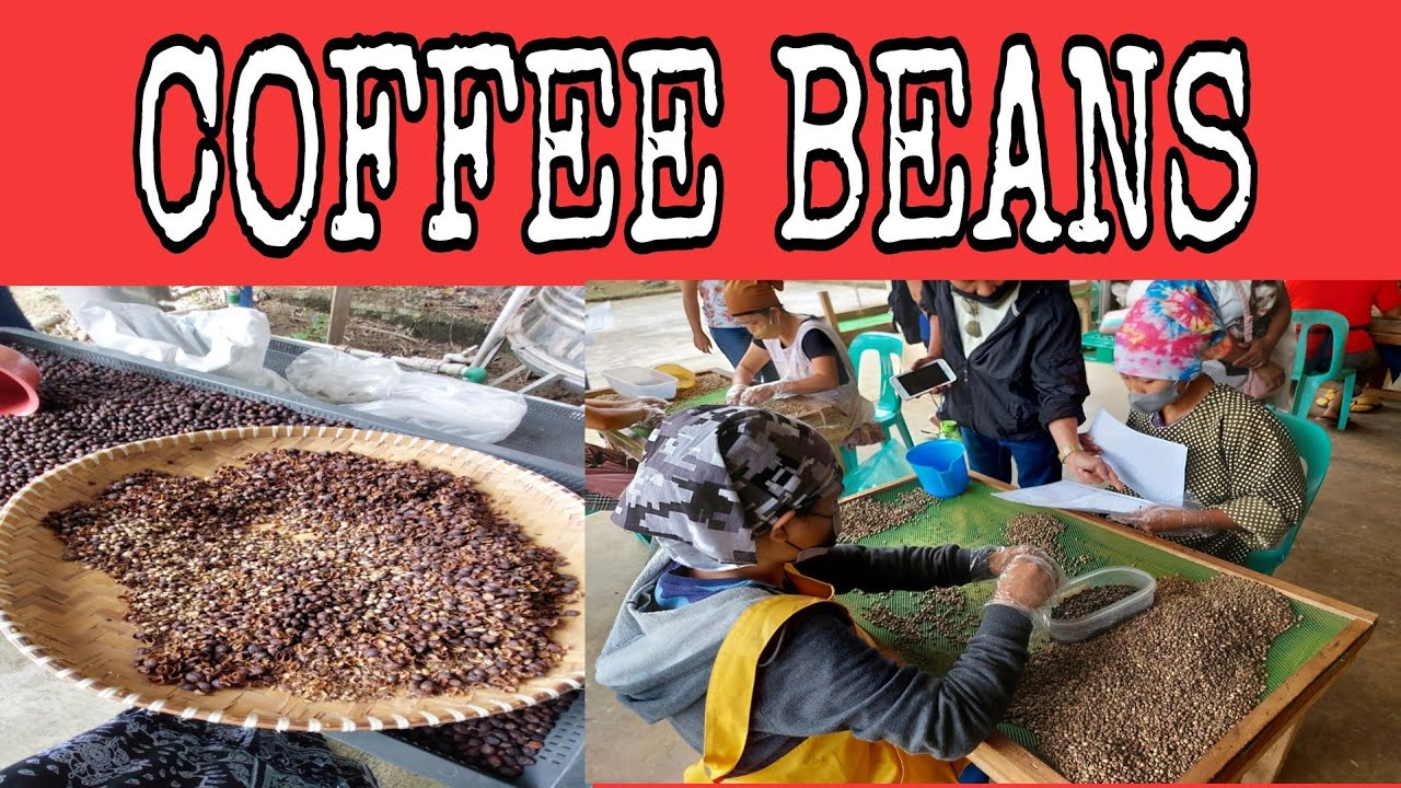 How to Process Coffee Beans - YouTube