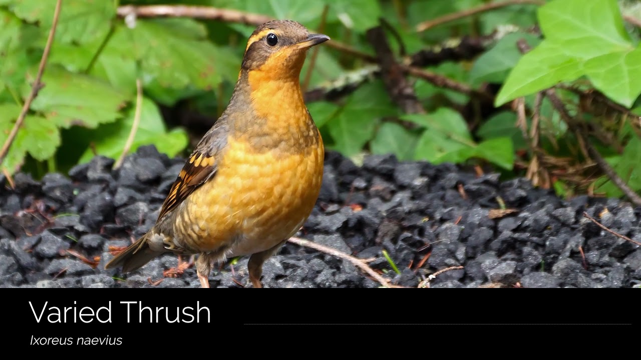 Varied Thrush