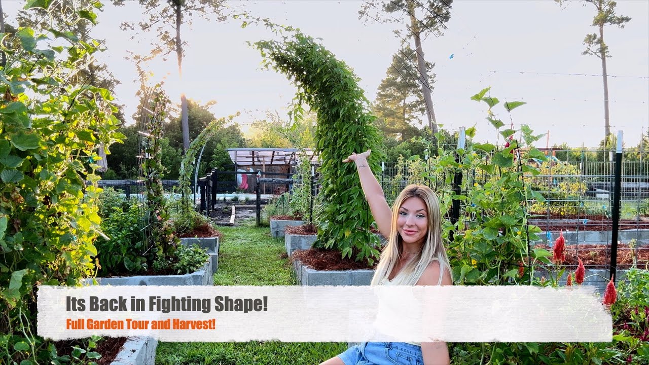 It's Back In Fighting Shape! FULL GARDEN TOUR AND HARVEST! - YouTube