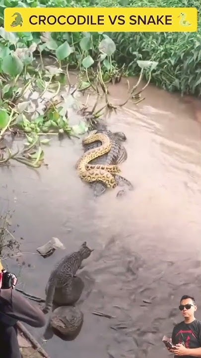 CROCODILE VS SNAKE: playing in the gutter, a cat is passed by a ...