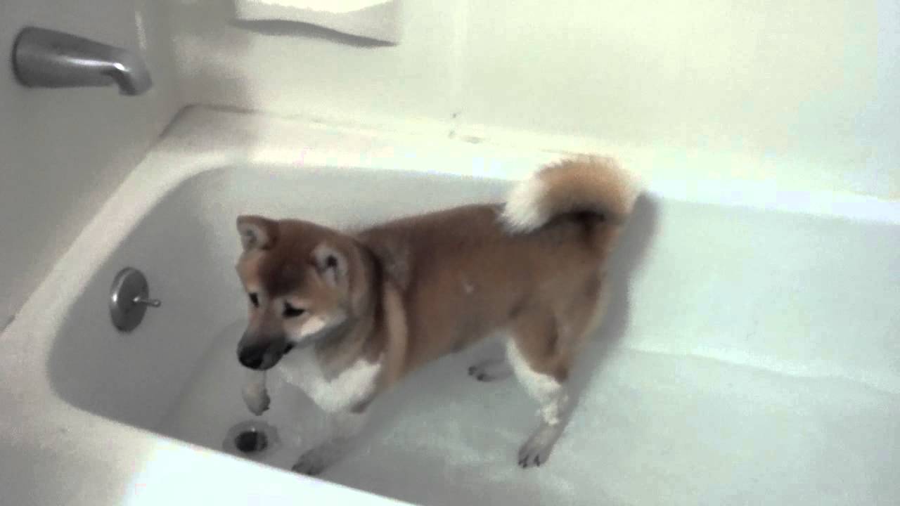 Mochi our cute shiba inu in the bath tub - YouTube