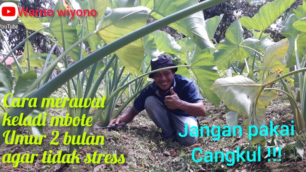 Cara efektif merawat keladi mbote atau Talas mbote umur 2 bulan agar ...