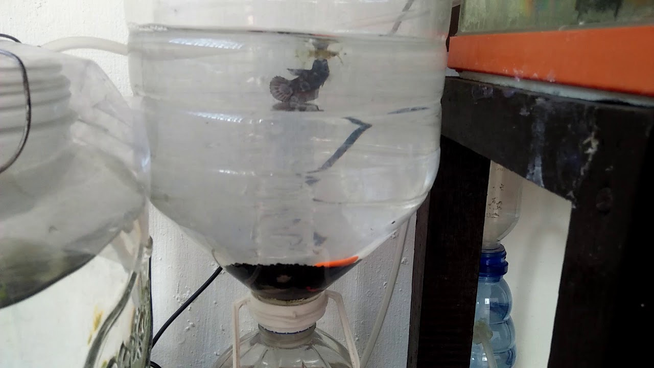 2 level diy fish tank - YouTube