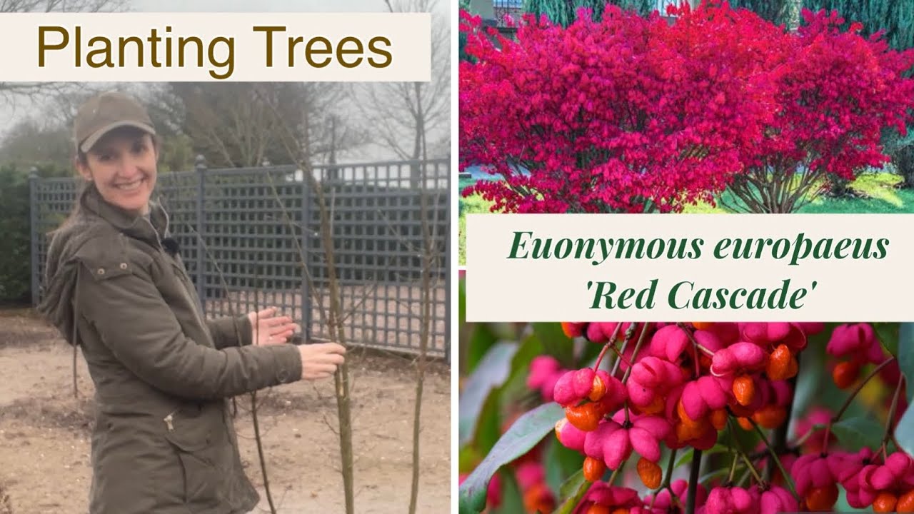 Planting a Spindle Tree - YouTube