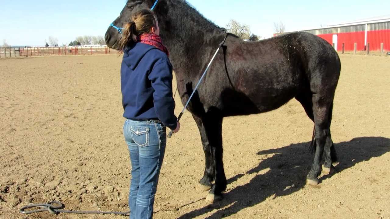 Desensitizing stick and string Clinton Anderson - YouTube